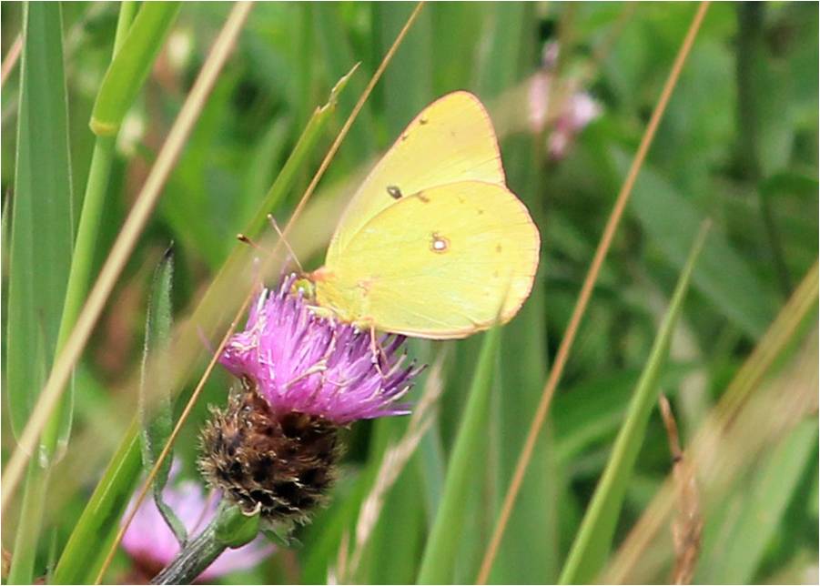 Pink-edged Sulphur Butterfly (Photo: Lisa de Leon)